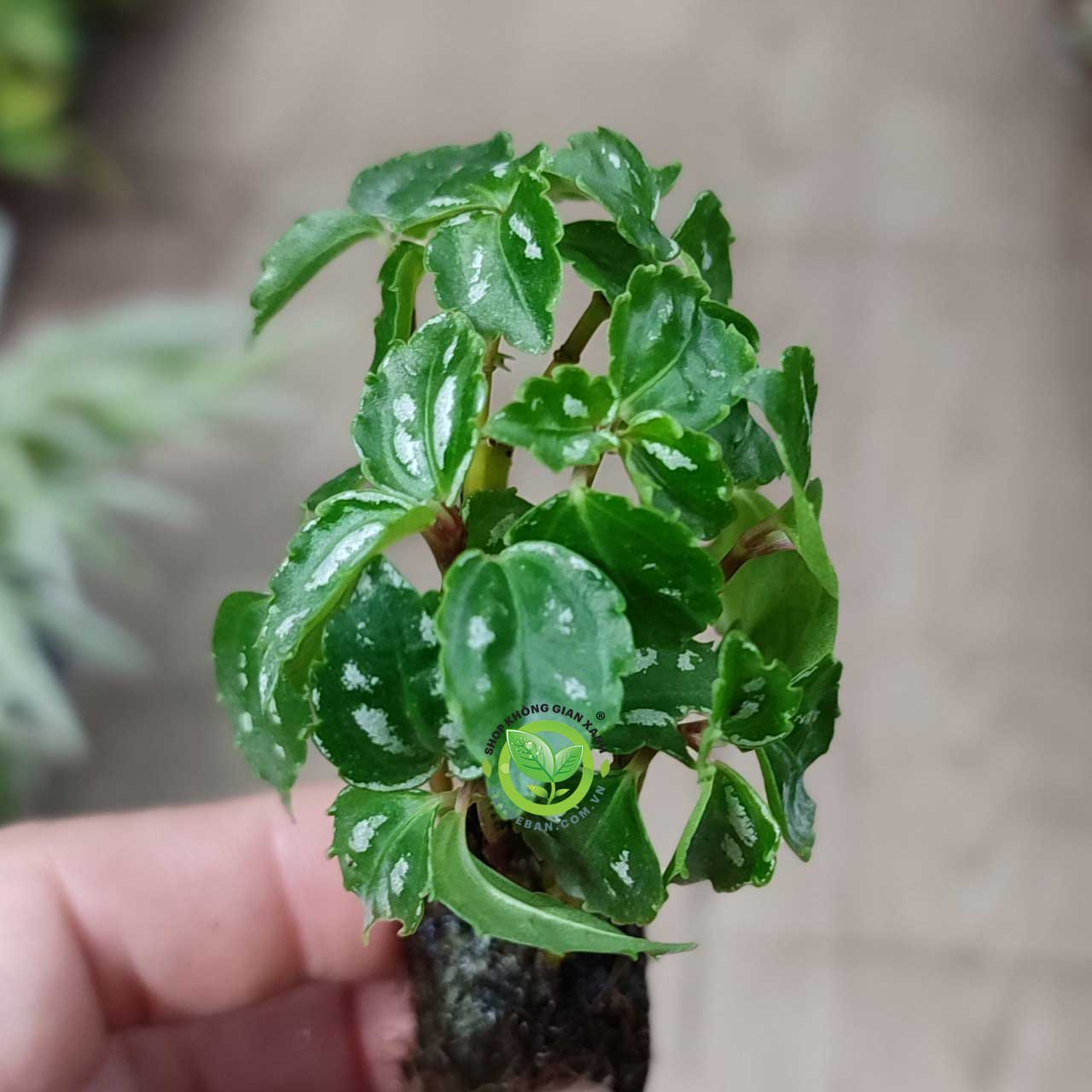 Gấm lá bạc mini - Pilea cadierei